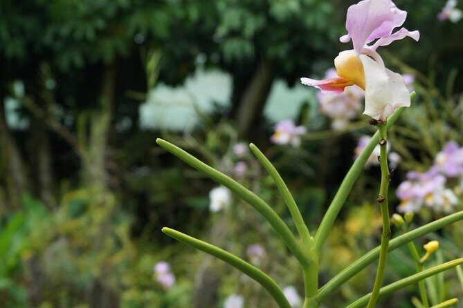 Vuda Lookout, Vesisei Village, Market, Temple & Garden of Sleeping Giant Tour - In-Depth Review of the Experience