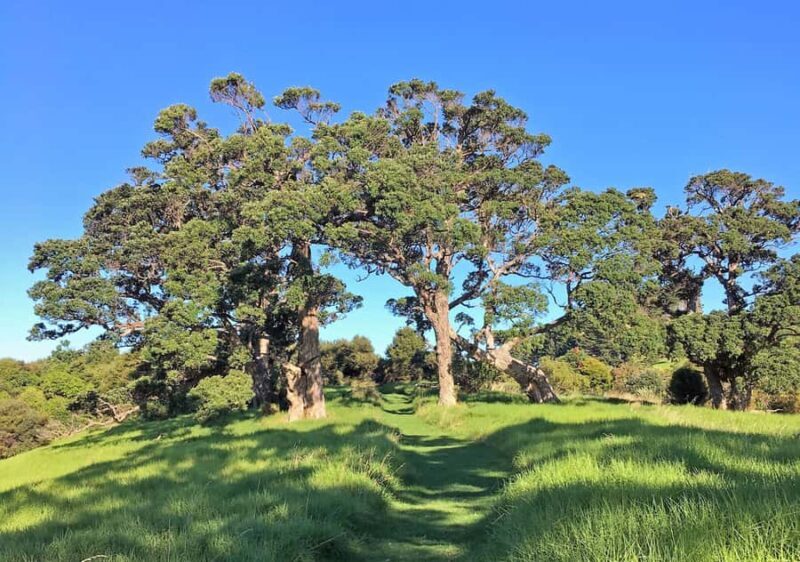 Waiheke Island: Forest and Beach Premium Guided Walk - What Reviewers Love About This Tour