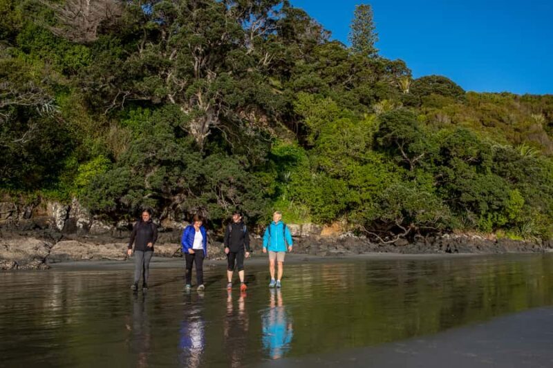 Waiheke Island: Forest and Beach Premium Guided Walk - The Sum Up