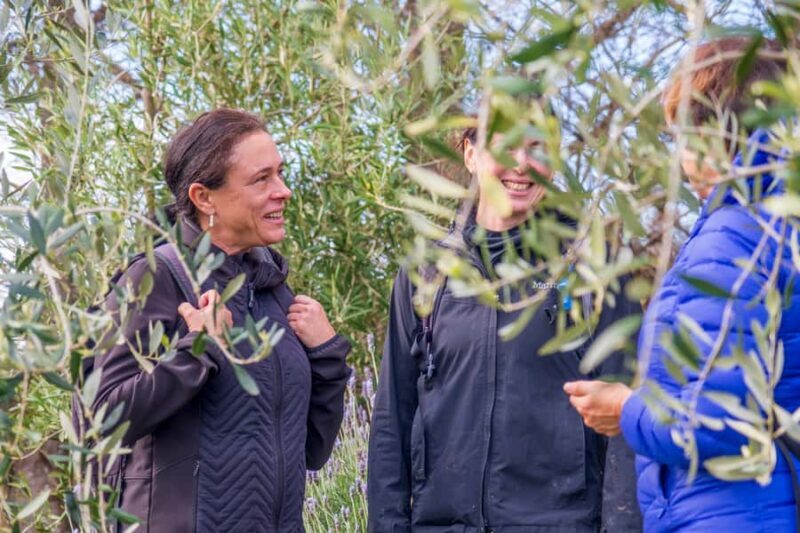 Waiheke Island: Premium Vineyard, Wine Tasting and Bush Walk - The Itinerary in Detail