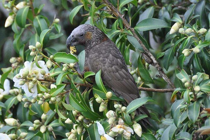 Waiheke Island Private Birding Tour - An in-depth look at the Waiheke Island Private Birding Tour