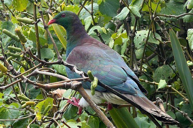 Waiheke Island Private Birding Tour - Final thoughts