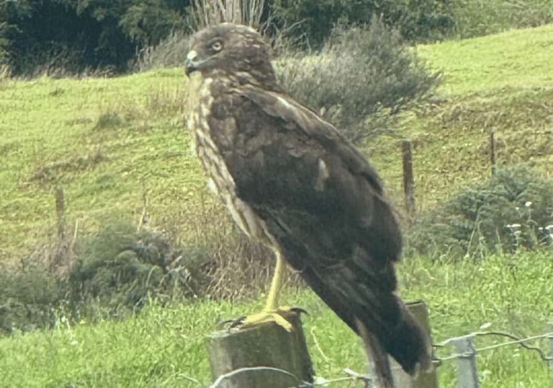 Waiheke Island: Private Birding Tour | Terra & Tide - Detailed Breakdown: Why This Tour Offers Real Value  
