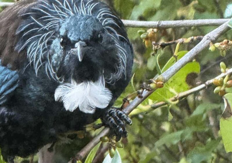 Waiheke Island: Private Birding Tour | Terra & Tide - FAQ