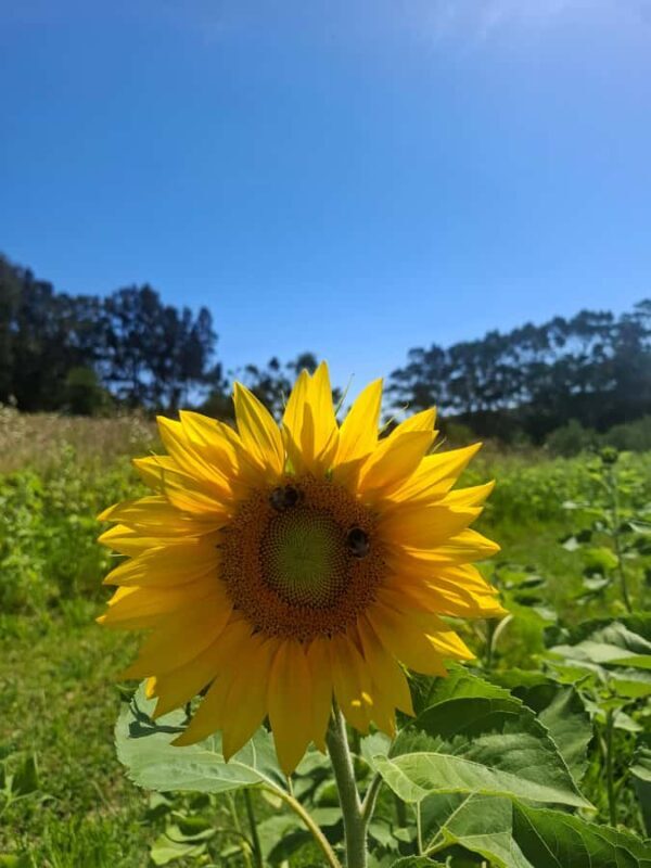 Waiheke Island: Sip and Savor 3 Vineyards Tour with Lunch - Waiheke Island: Sip and Savor 3 Vineyards Tour with Lunch – An Authentic Wine Experience