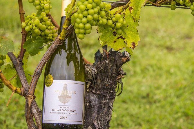 Waiheke Island Vineyards and Bush Walk - The Value of a Small-Group Tour