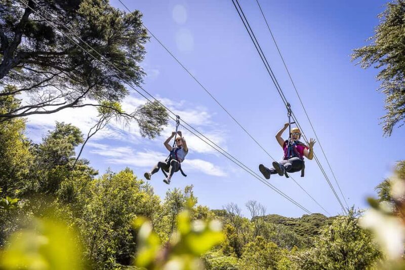 Waiheke Island: Zipline and Native Forest Adventure Trip - Key Points