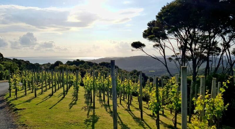 Waiheke: Scenic Taste and Graze Tour with Wine, Whisky, Beer - The Sum Up