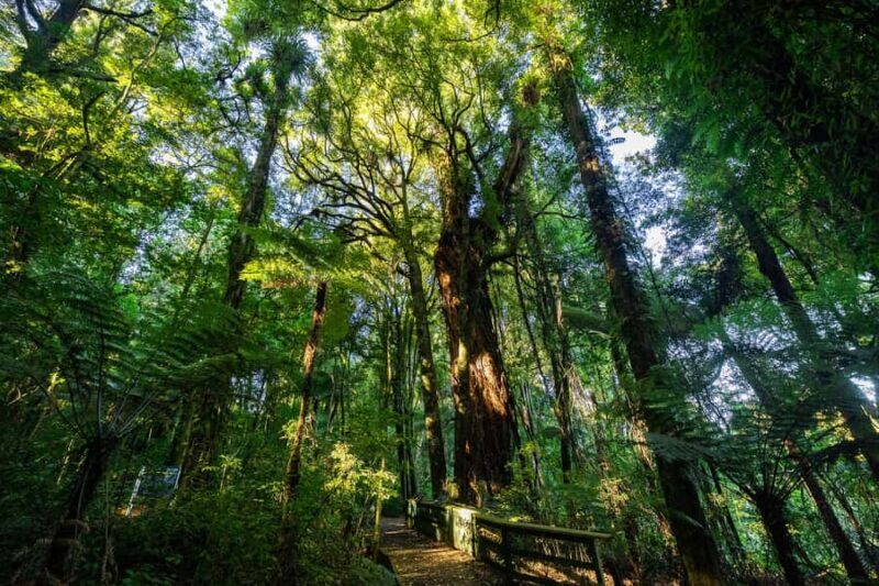 Waikato: Ancient Forest Guided Tour - Exploring Waikato’s Ancient Forest: A Guided Journey into New Zealand’s Wild Past