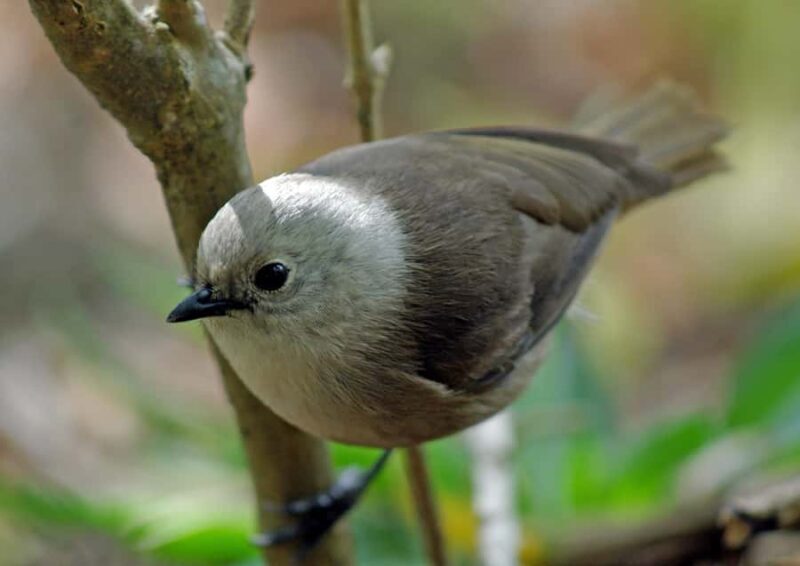 Waikato: Ancient Forest Guided Tour - Frequently Asked Questions