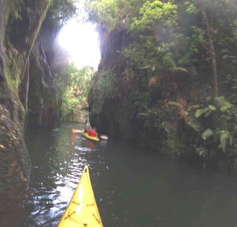Waikato River: Glowworm Kayak Tour with Wine & Snacks - An In-Depth Look at the Glowworm Kayak Tour