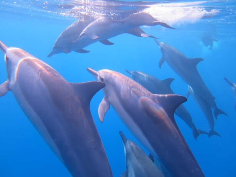 Waikiki: AM Paradise Honu Snorkeling - Why Choose the Waikiki: AM Paradise Honu Snorkeling Tour?  