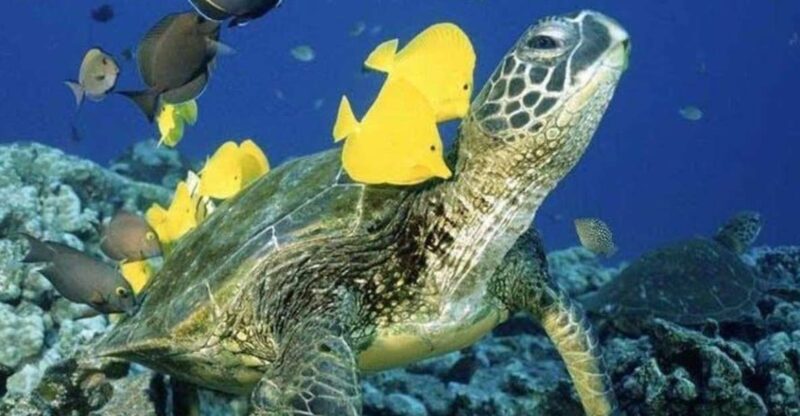 Waikiki Beach: Turtle Snorkeling and Sailing on Hwea - The Itinerary: What Makes It Special