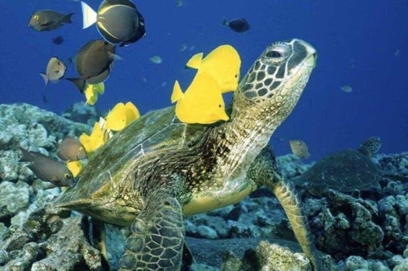 Waikiki Beach: Turtle Snorkeling and Sailing on Hwea - Final Thoughts: Is This Tour for You?