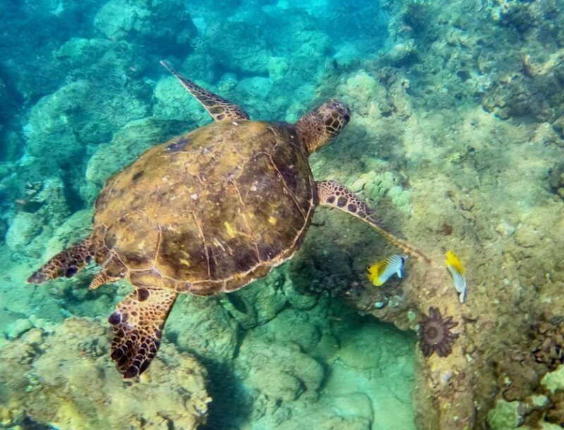 Wailea Beach: Snorkeling for Non-Swimmers Guided Tour - Key Points