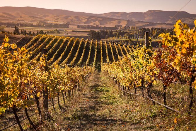 Waipara Wine Tour from Christchurch - including Lunch & Tastings - A Deep Dive Into the Waipara Wine Tour Experience
