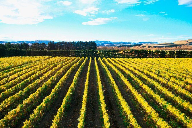 Waipara Wine Tour from Christchurch - including Lunch & Tastings - Who Should Consider This Tour?