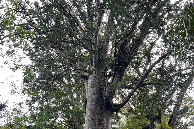 WAIPOUA FOREST Tane Mahuta & KAURI MUSEUM Day Tour from Auckland - FAQs