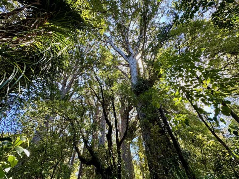 Waipoua Forest: Tane Mahuta & Kauri Museum from Auckland - Detailed Review of the Tour