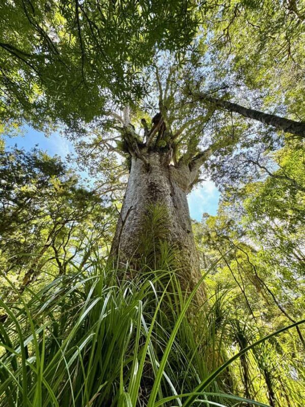 Waipoua Forest: Tane Mahuta & Kauri Museum from Auckland - Final Thoughts: Who Should Book This Tour?