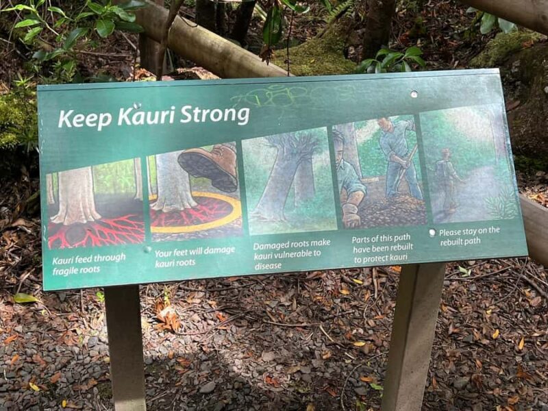 Waipoua KAURI Forest, Tane Mahuta & Museum Tour Ex Auckland - Who Will Love This Tour?