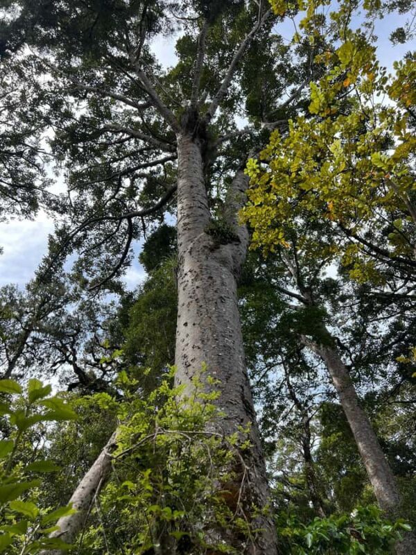 Waipoua KAURI Forest, Tane Mahuta & Museum Tour Ex Auckland - Frequently Asked Questions