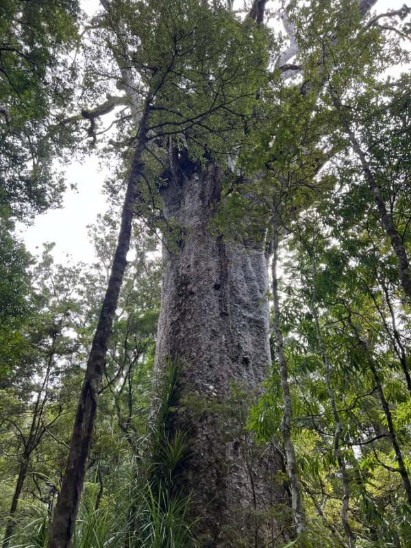 Waipoua KAURI Forest, Tane Mahuta & Museum Tour Ex Auckland - Final Thoughts