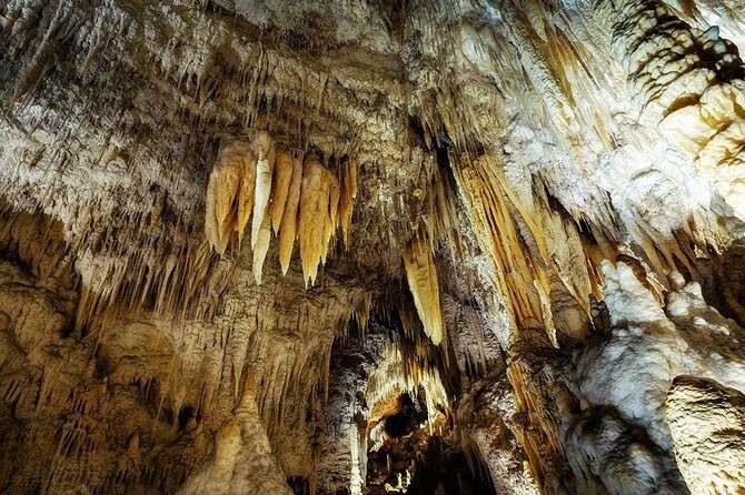 Waitomo Caves & Rotorua - Te Puia Small-Group Tour from Auckland - What to Expect from This Tour