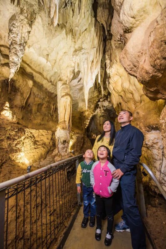 Waitomo Caves, Zealong Tea & Kiwi House Private Tour - Practical tips for travelers