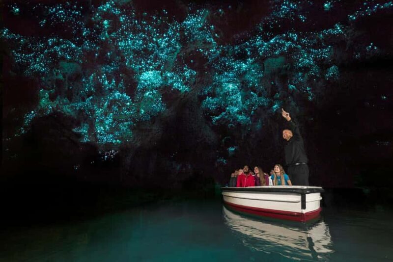 Waitomo Caves, Zealong Tea & Kiwi House Private Tour - Is it worth the price?