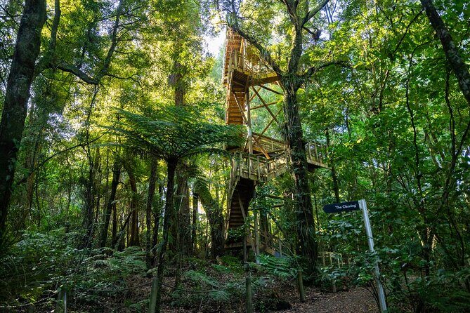 Waitomo GlowWorm cave & Sanctuary Mountain Ancient Walk Tour - The Sum Up