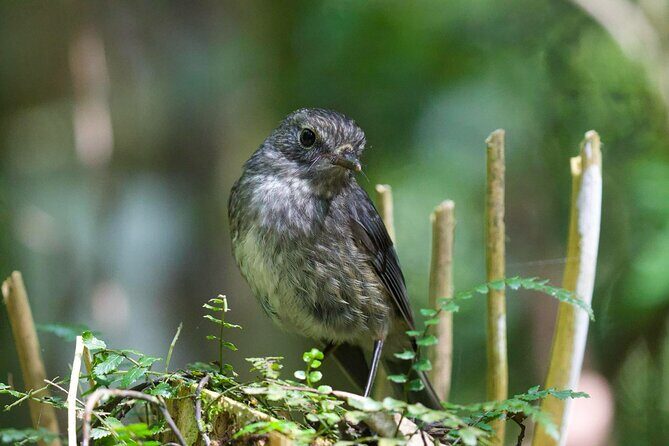 Waitomo GlowWorm cave & Sanctuary Mountain Ancient Walk Tour - FAQ