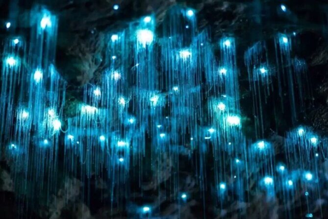 Waitomo Spellbound Glowworm Caves Small Group Tour from Auckland - An In-Depth Look at the Experience