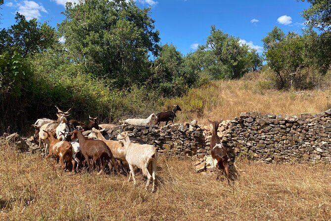 Walk in the Hills with Goat Herder-Local Honey, Wine and Cheese Tasting - The Charm of the Family Farm