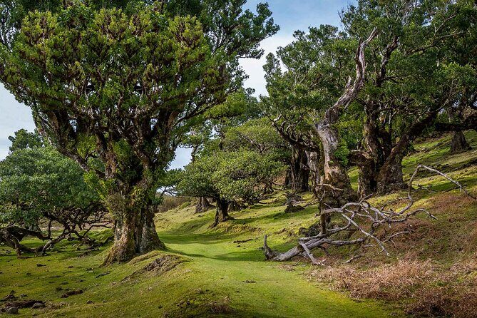 Walk - Levada of Alecrim - Key Points