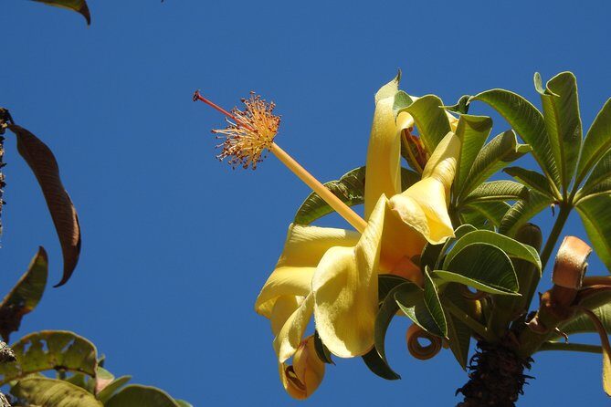 Walk the Darwin Botanic Gardens - An In-Depth Look at the Tour Experience