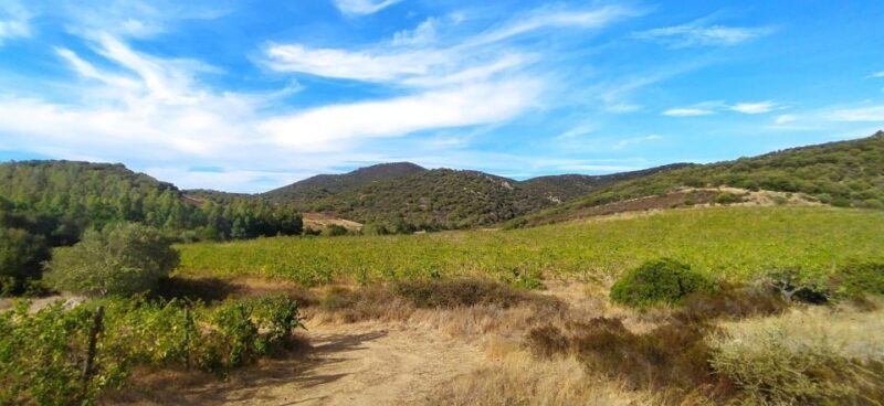 Walk through our vineyard and aperitif - A Taste of Sardinia: Walk Through a Vineyard and Aperitif Experience