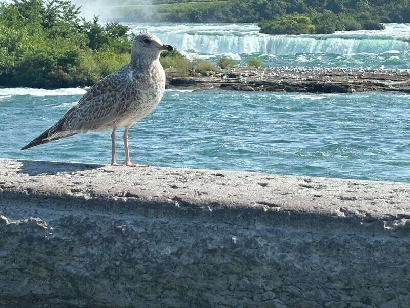 Walking Tour of Niagara Falls Canada and Hornblower Boat - Who Would Love This Tour?