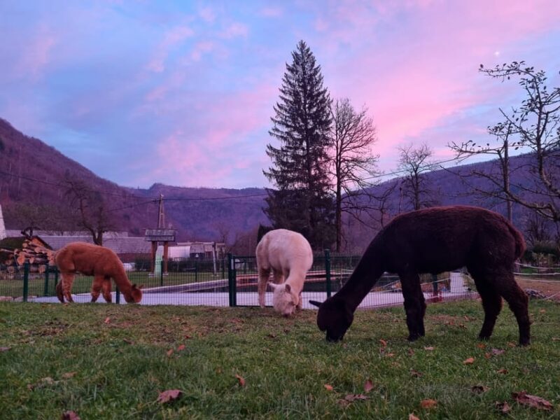 Walking with alpacas - Domaija Loncnar - Bohinj - Key Points