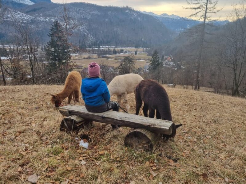 Walking with alpacas - Domaija Loncnar - Bohinj - An In-Depth Look at the Tour