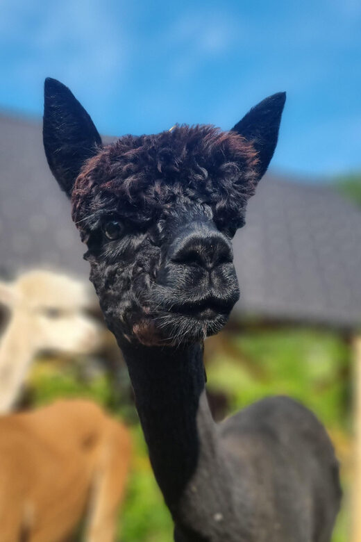 Walking with alpacas - Domaija Loncnar - Bohinj - FAQ