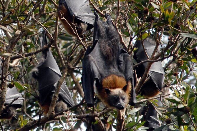 Walking with Sydney Flying Foxes (Fruit Bats) - Key Points