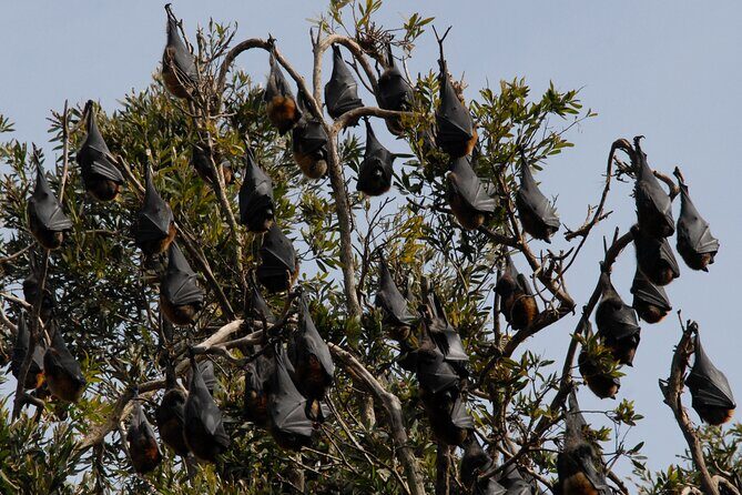 Walking with Sydney Flying Foxes (Fruit Bats) - Authentic Experiences from Travelers