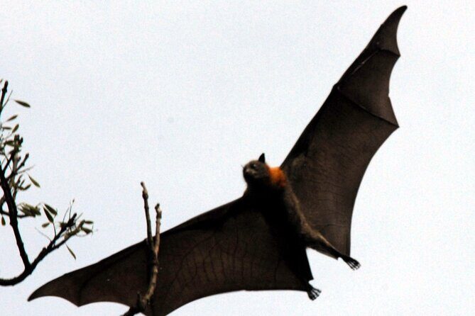 Walking with Sydney Flying Foxes (Fruit Bats) - Final Thoughts: Who Should Book This?