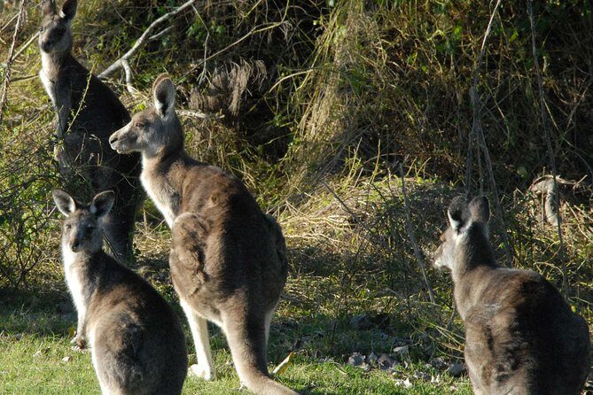 Walking with Wild Kangaroos Private Half-Day Trip from Sydney - An Authentic Australian Wildlife Experience