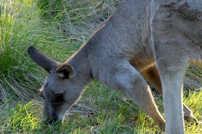 Walking with Wild Kangaroos Private Half-Day Trip from Sydney - Practical Details: Transportation, Timing, and Cost