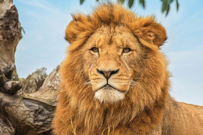 Walking with Wild Kangaroos Private Half-Day Trip from Sydney - Frequently Asked Questions