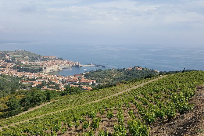 Walks in the heart of the secret vineyards around Collioure, tastings - A Deep Dive into the Experience
