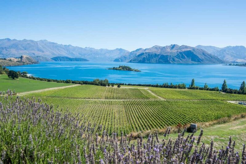 Wanaka: Full Day Classic Wine Tour with Lunch - Key Points