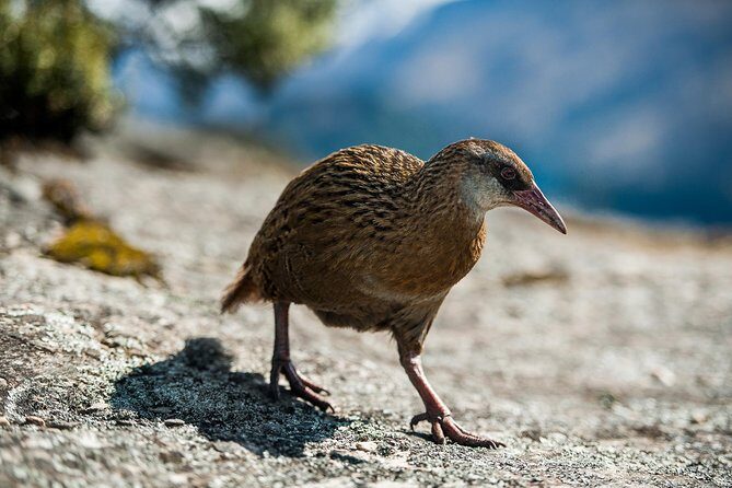 Wanaka Water Taxi Mou Waho Island Tour - Final Thoughts: Is It Worth It?